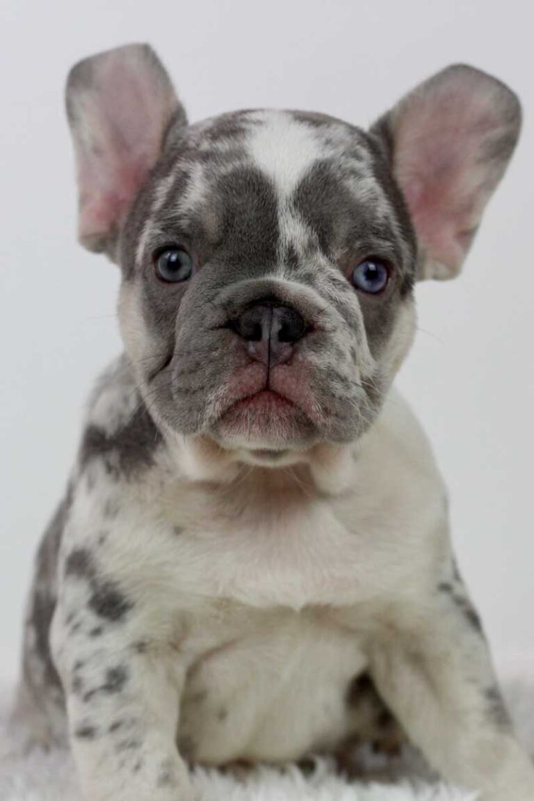 Lilac merle French Bulldog for sale - TomKings Kennel