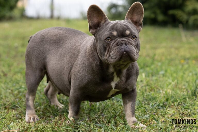 French Bulldog Breeding: An Extensive Guide - TomKings Kennel
