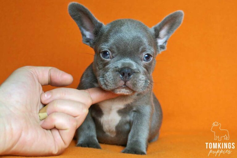 30 Rare and Standard French Bulldog Colors and Types - TomKings Kennel