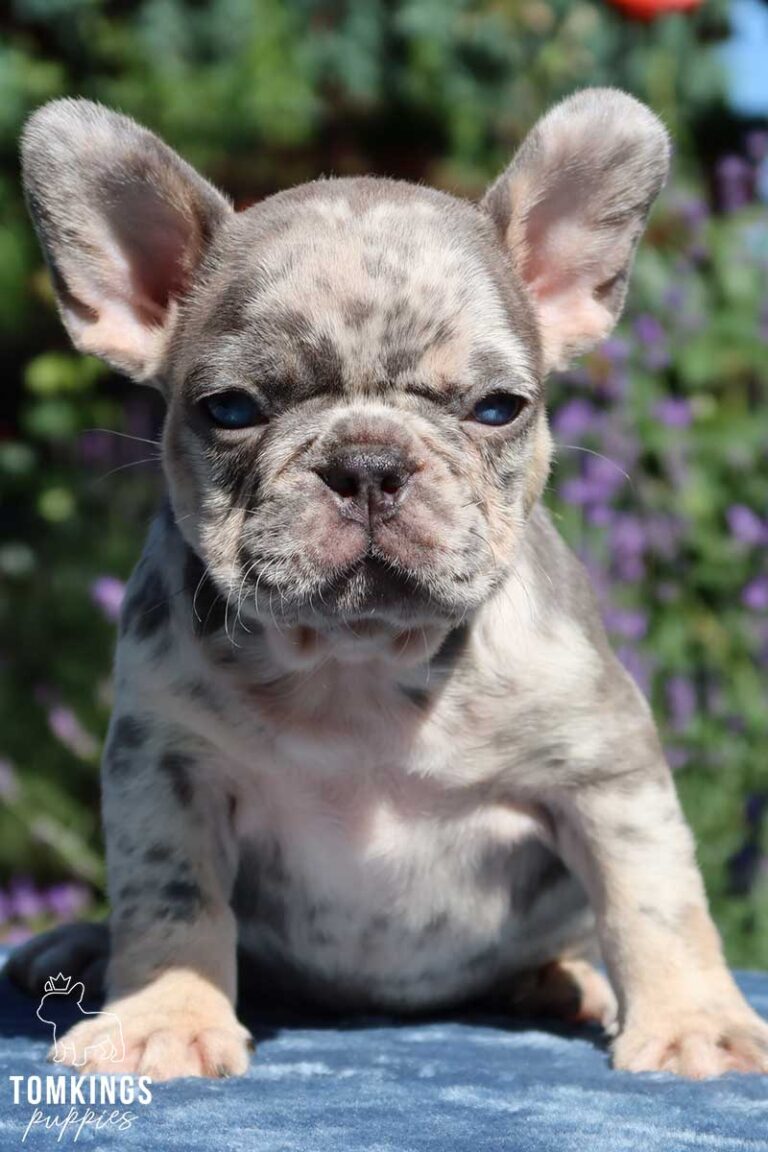 Lilac merle French Bulldog for sale - TomKings Kennel