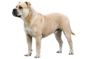 The Complete Bully Dog Breed List: 35 Competitors for Your Love ...
