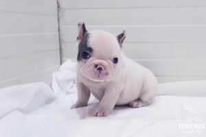 Mini French Bulldogs: should you adopt one? - TomKings Kennel