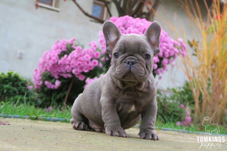 Mini French Bulldogs: should you adopt one? - TomKings Kennel
