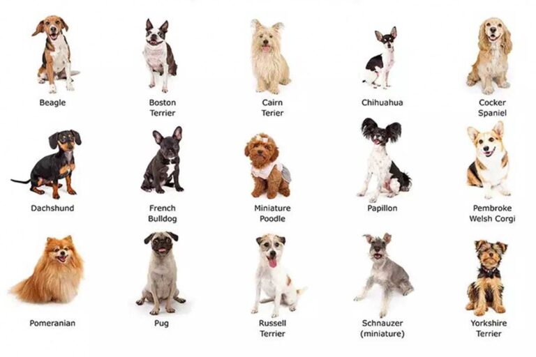 Small Dog Breeds - Ideal for First Time Owners: Guide - TomKings Kennel