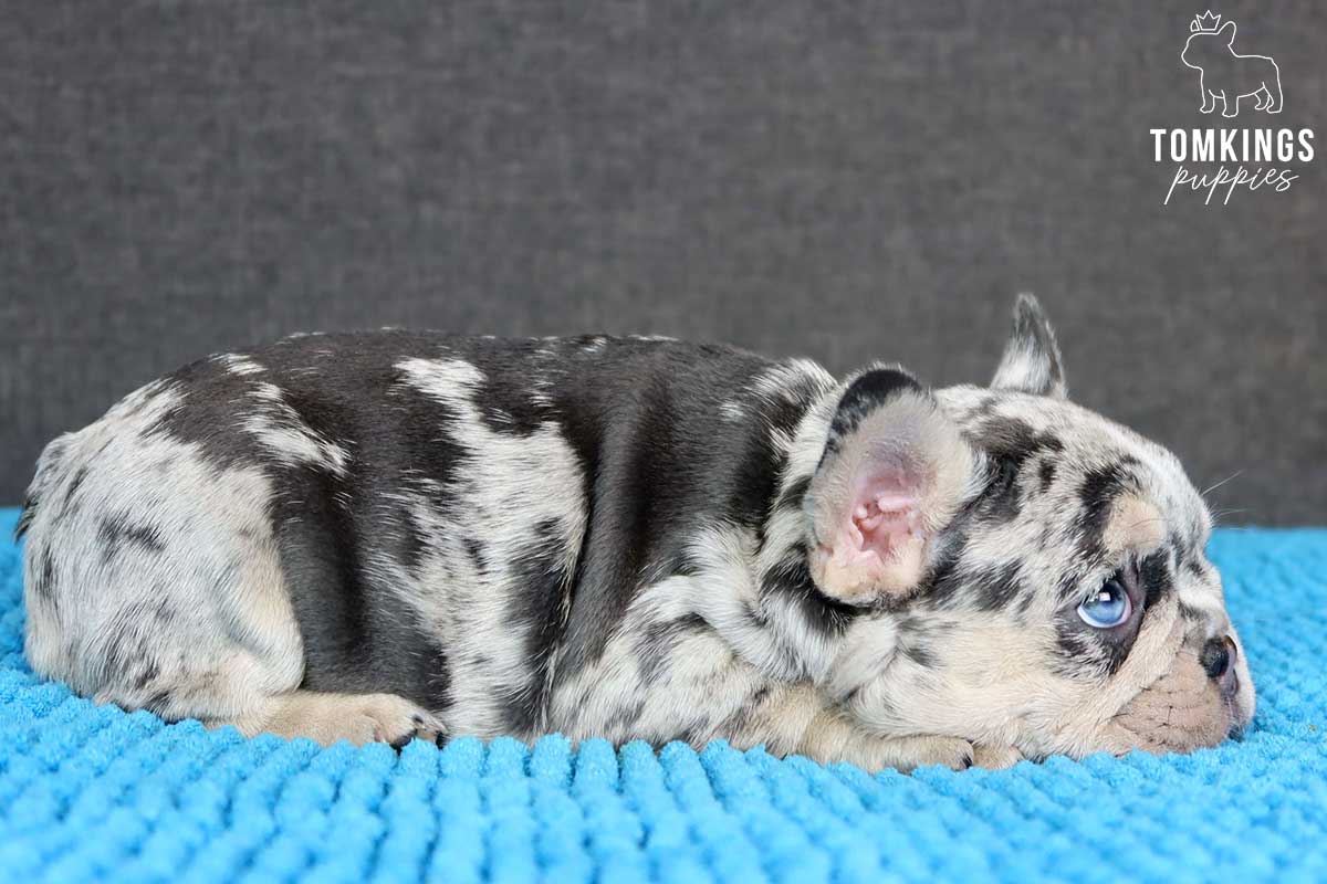 French Bulldog Breeders: how to choose? - TomKings Kennel