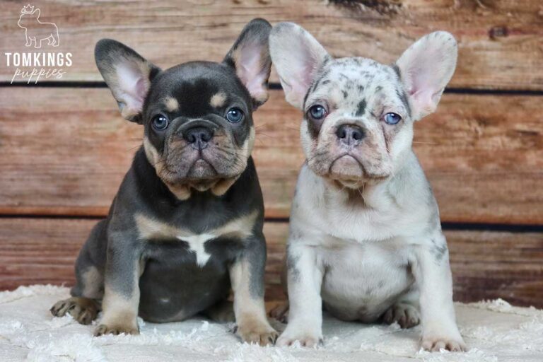 20 Cool Dog Breeds That Make You Stand Out - TomKings Kennel