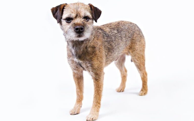 20 Cool Dog Breeds That Make You Stand Out - TomKings Kennel