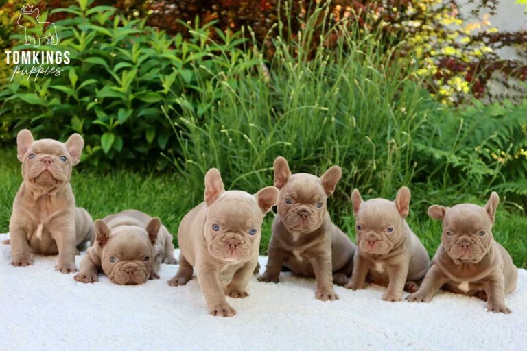 Fat French Bulldog? Tips to Help Your Frenchie Lose Weight - TomKings ...