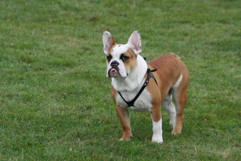French Bulldog Mixes: 10 Facts You Should Know - TomKings Kennel