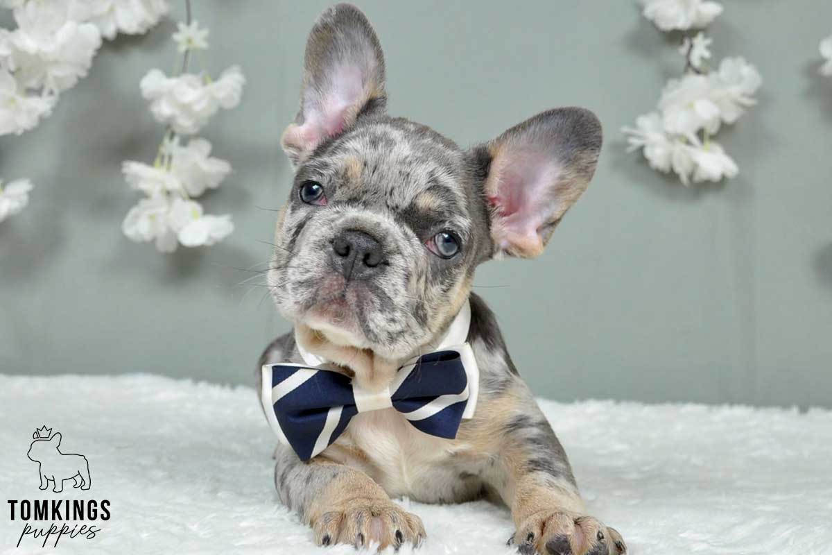 French Bulldog Mixes: 10 Facts You Should Know - TomKings Kennel