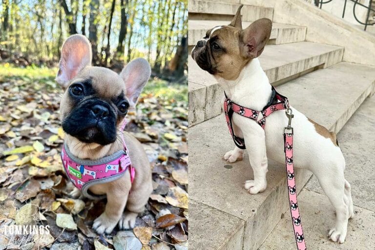 Best Frenchie Harness: How To Choose? - TomKings Kennel
