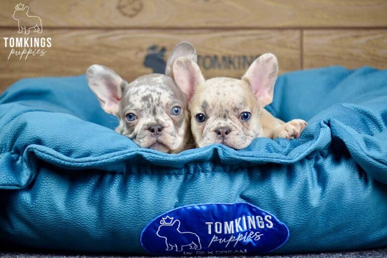French Bulldog Average Weight: The Ultimate Guide - TomKings Kennel