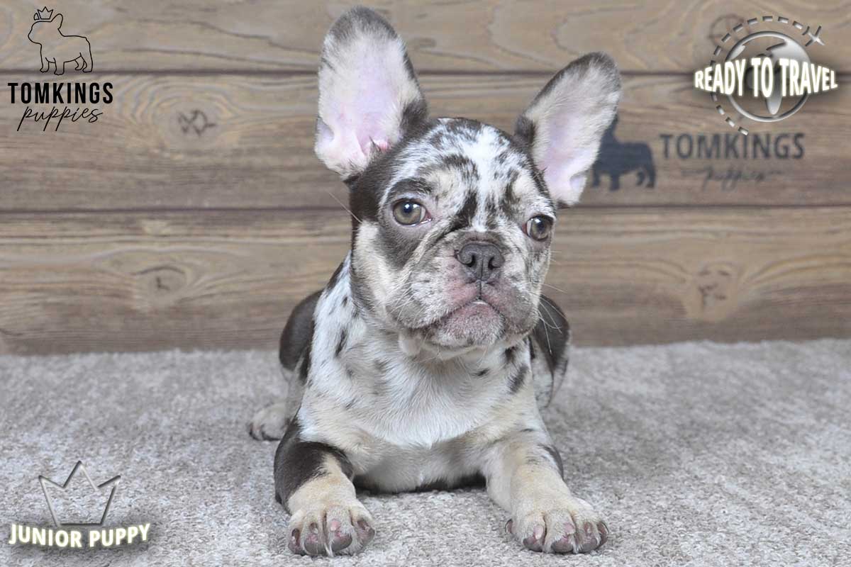 Available French Bulldog Puppies - TomKings Kennel