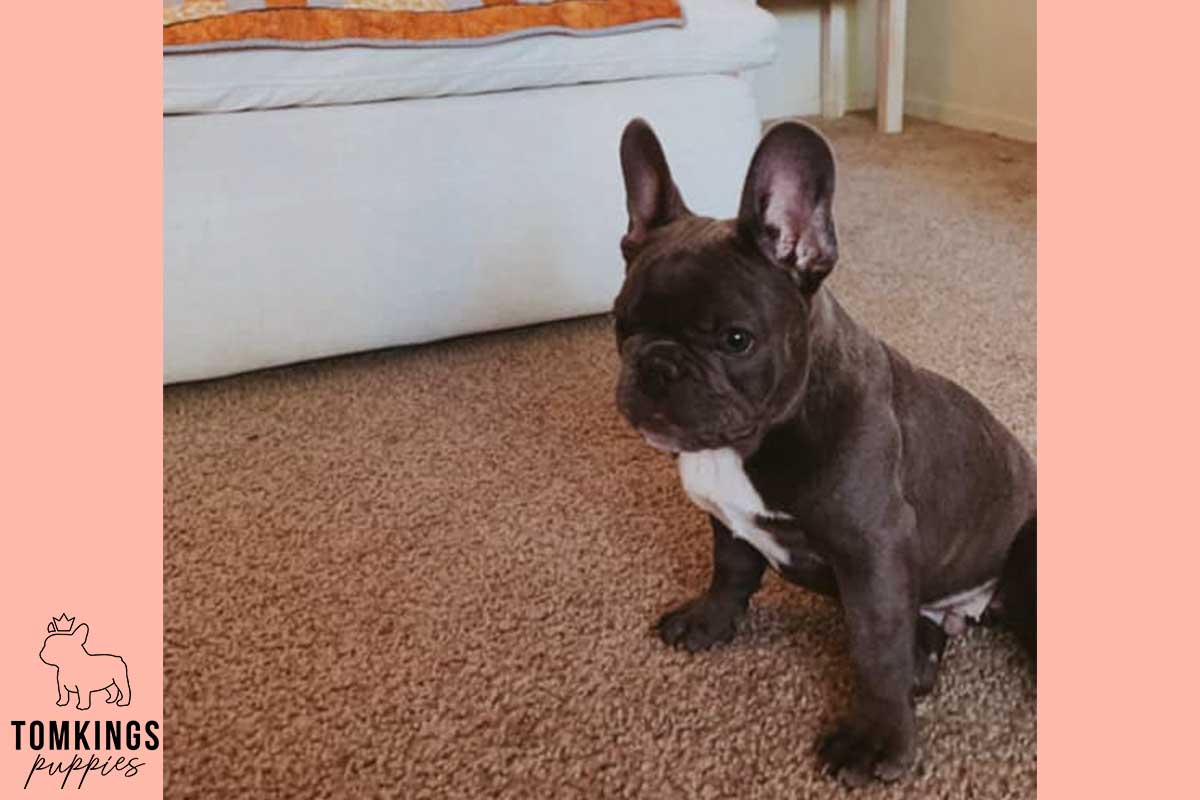 7+1 Reasons NOT to Get a Frenchie - TomKings Kennel