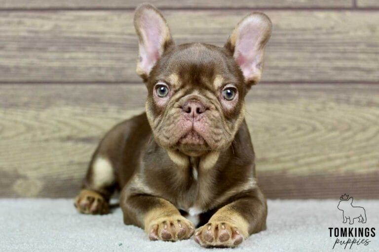Why Does My Frenchie Keep Throwing Up? - TomKings Kennel
