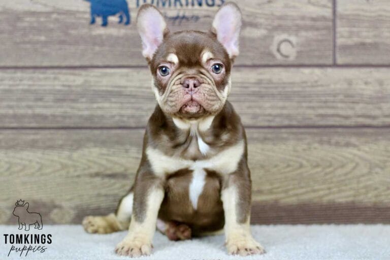 Why Does My Frenchie Keep Throwing Up? - TomKings Kennel