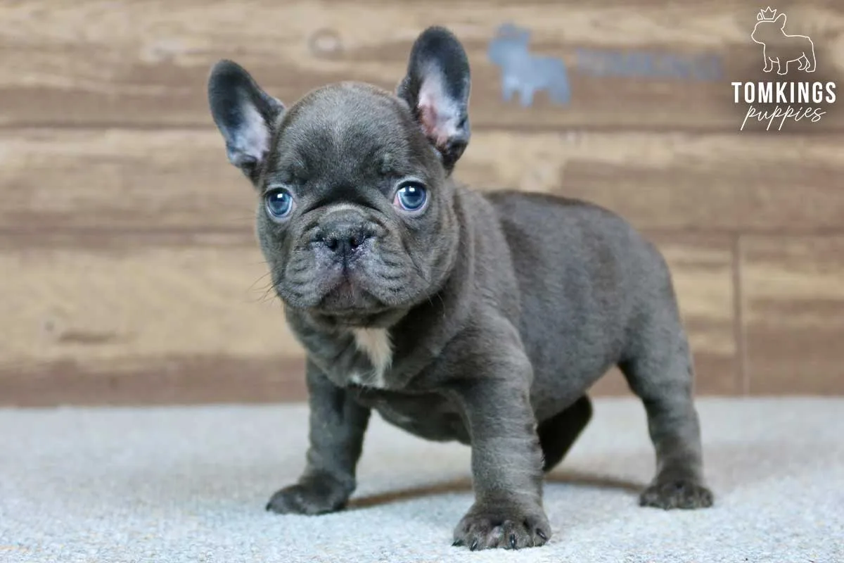 Small Dog Breeds for First Time Owners: Guide - TomKings Kennel