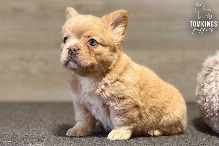 The 5 Most Exotic French Bulldog Colors - TomKings Kennel