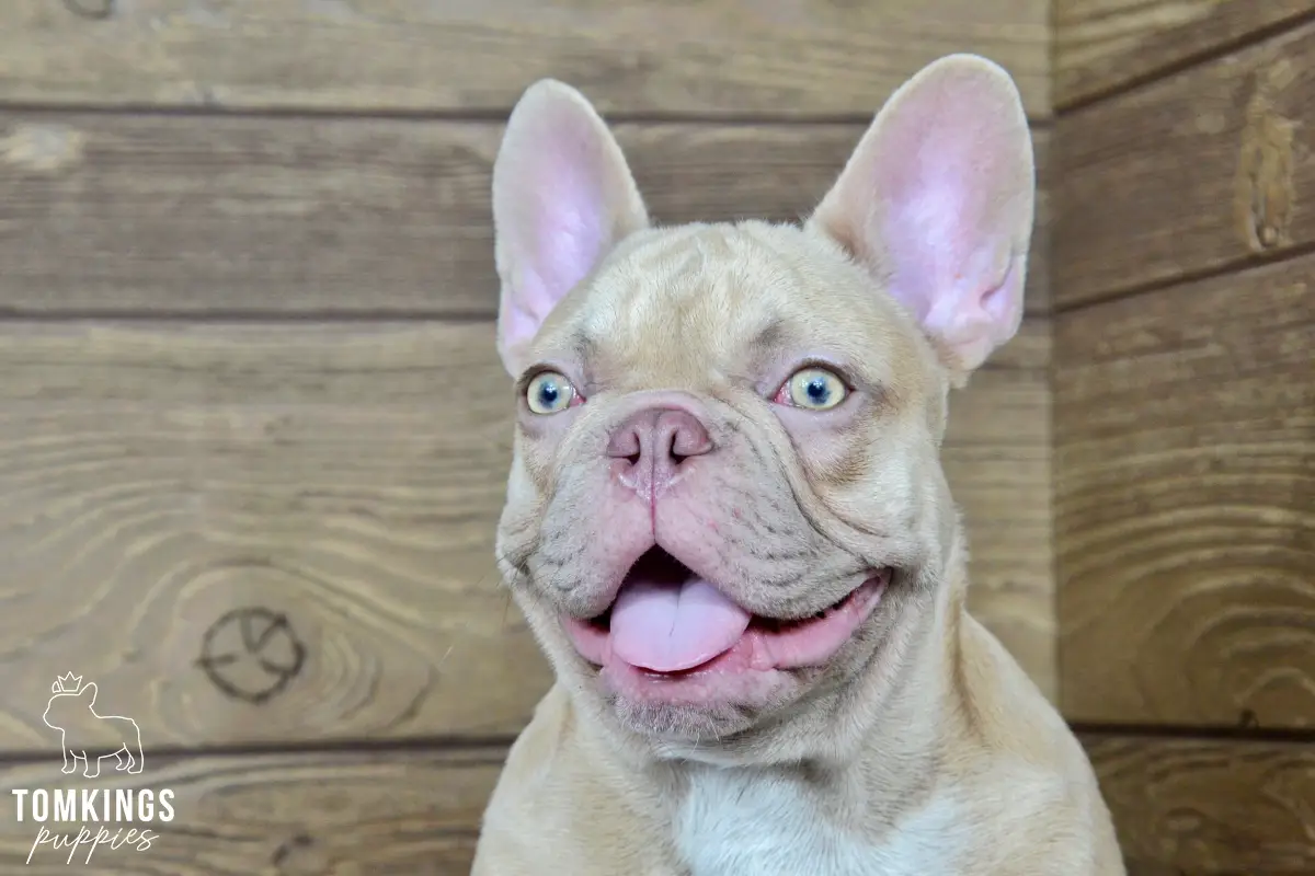 30 Rare and Standard French Bulldog Colors - TomKings Kennel