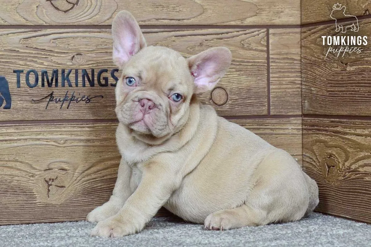 The 20 Prettiest Dog Breeds - TomKings Kennel