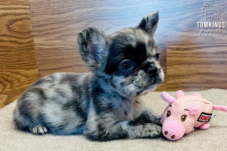 The 5 Most Amazing Fluffy Cute Small Dogs in 2025 - TomKings Kennel