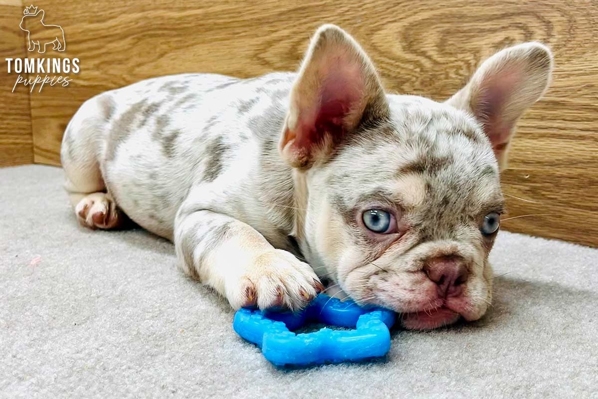The 35 Best House Dog Breeds - TomKings Kennel