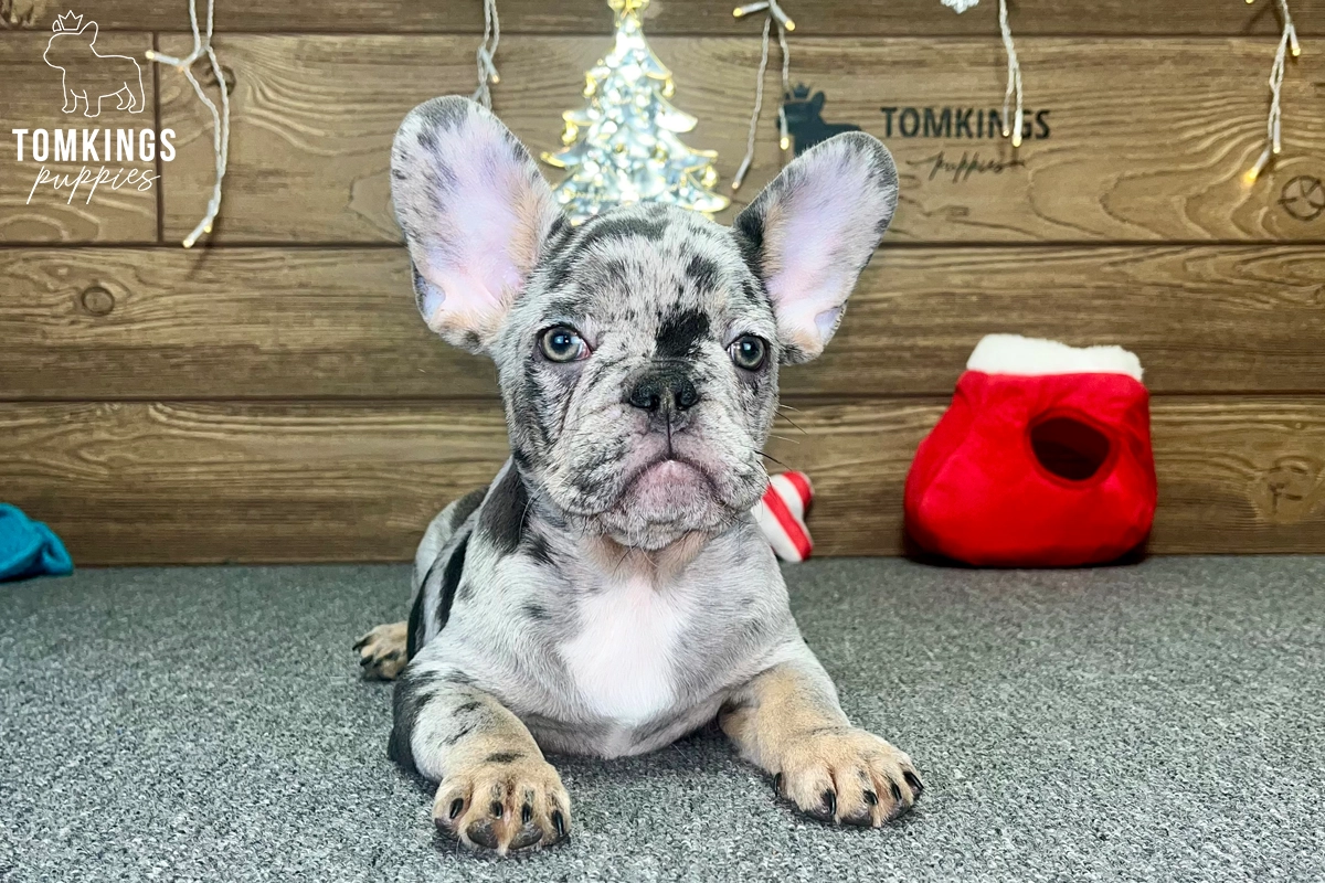 French Bulldog Puppies for Sale in Florida - TomKings Kennel