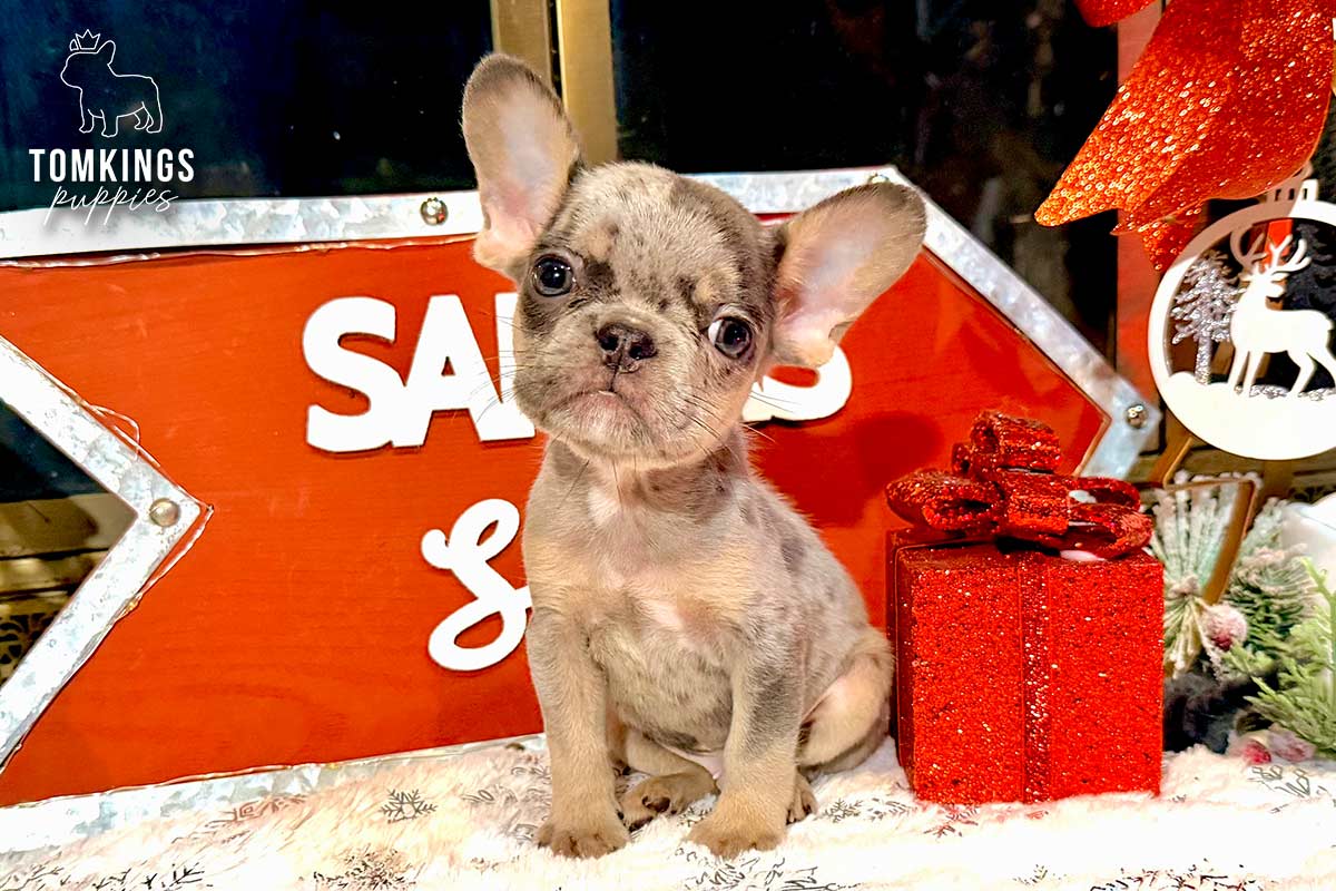 15 Frenchie memes that will make you smile - TomKings Kennel