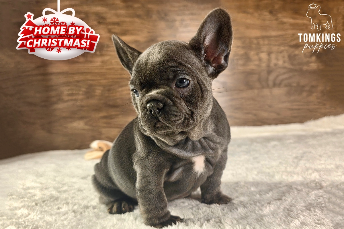 20 Cool Dog Breeds That Make You Stand Out - TomKings Kennel