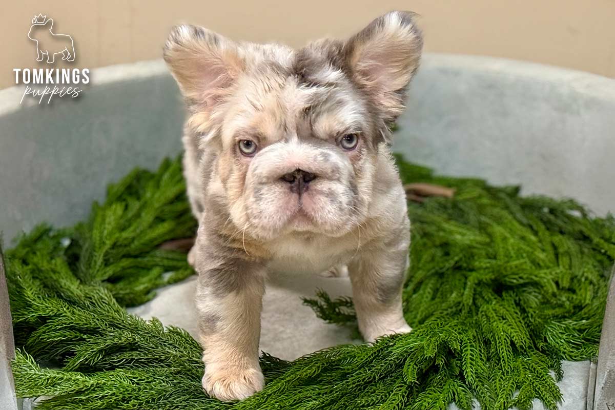 20 Cool Dog Breeds That Make You Stand Out - TomKings Kennel