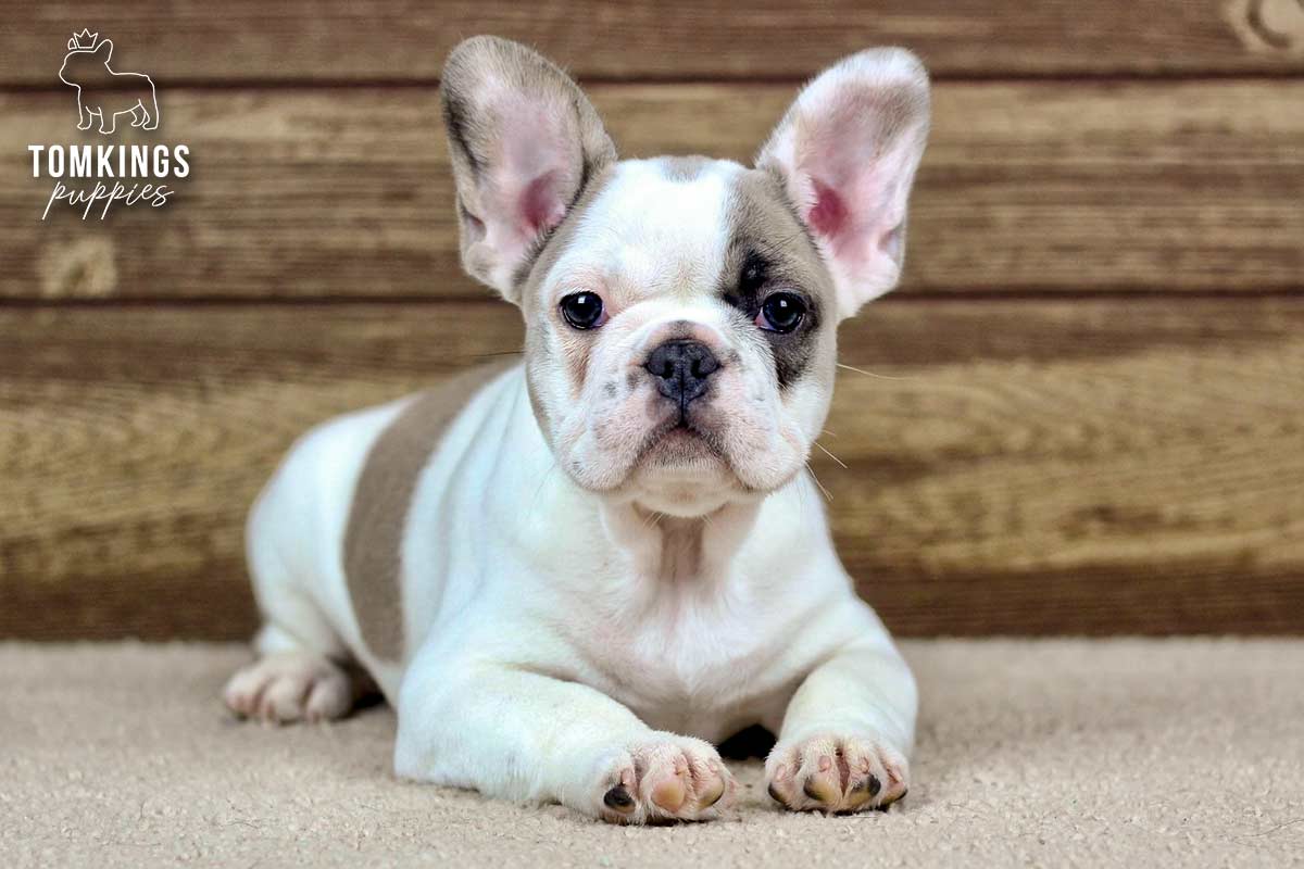 The 20 Prettiest Dog Breeds - TomKings Kennel