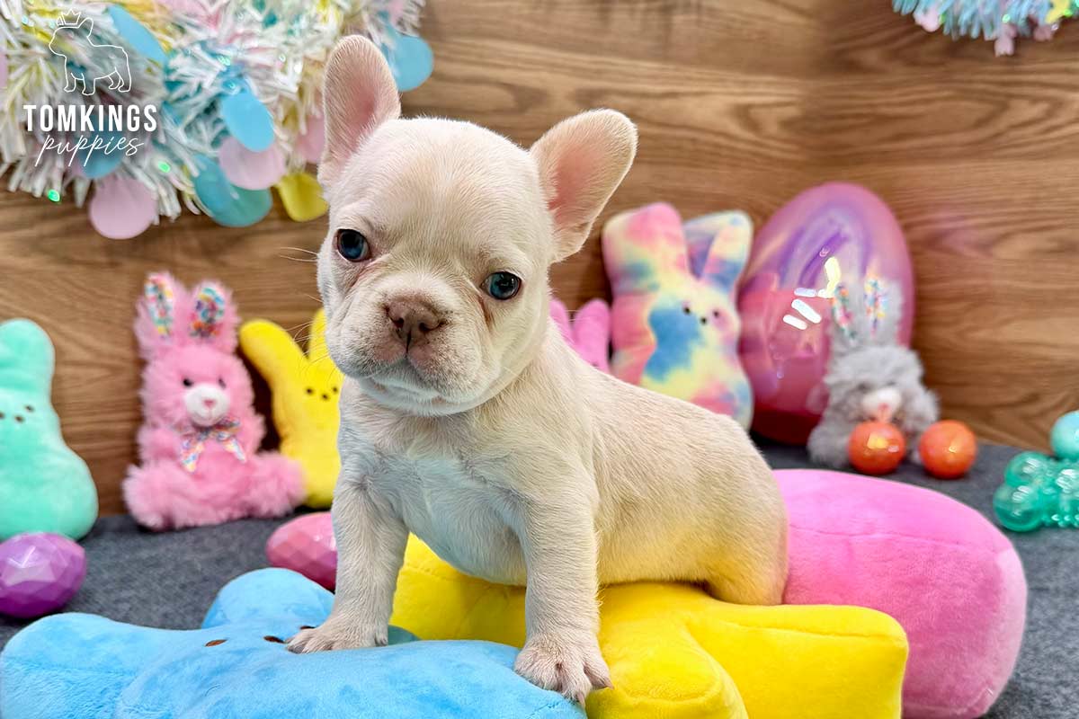 20 Cool Dog Breeds That Make You Stand Out - TomKings Kennel